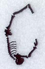Skeleton Letter C - 1 3/4 Inch – Embroidery Library